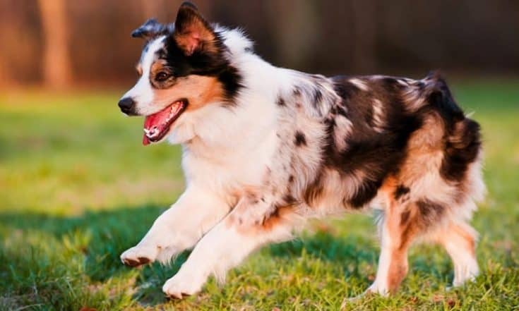 Everything to Know About the Mini Aussie With Tail | Anything German ...