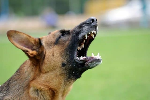 How to Stop Your German Shepherd From Barking | Anything German Shepherd