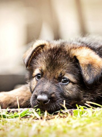 German Shepherd Tail Types - Positions and Their Meaning | Anything ...