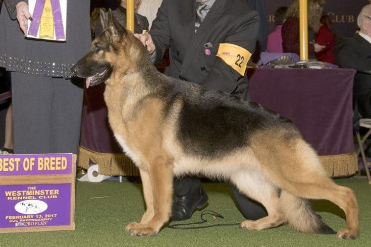 American Show Line German Shepherd - Temperament and Care | Anything ...