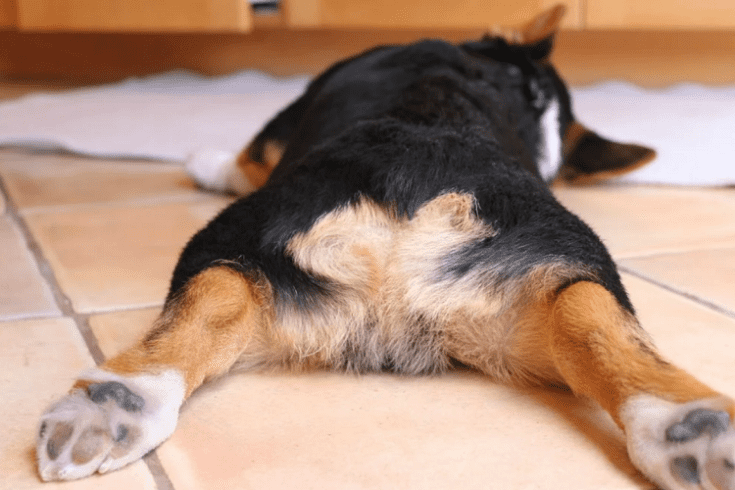 Why Do Australian Shepherds Have Docked Tails? | Anything German Shepherd