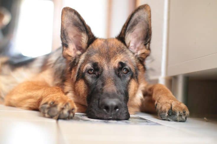 Why Won't My Dog Sleep With Me? | Anything German Shepherd