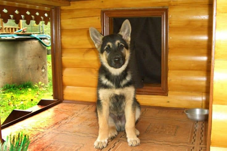 Best Dog Houses For German Shepherds: Top Picks and Reviews | Anything ...