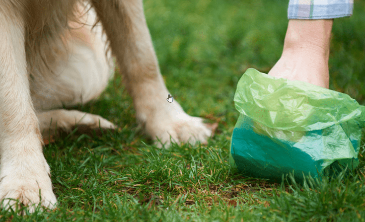 7 Best Dog Poop Trash Cans & Disposal Containers | Anything German Shepherd