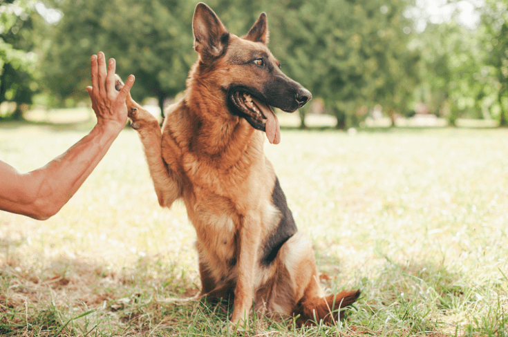 How to Take Care of an 8-Month-Old German Shepherd | Anything German ...