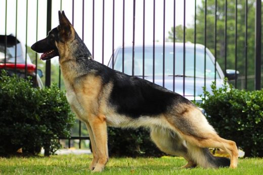 American Show Line German Shepherd - Temperament and Care | Anything ...