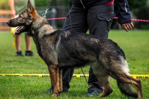 American Show Line German Shepherd - Temperament and Care | Anything ...