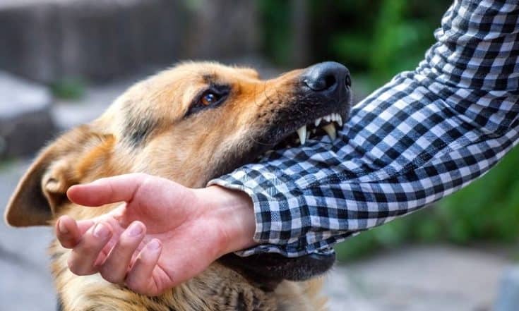 Do German Shepherds Bite or Attack Their Owners? | Anything German Shepherd