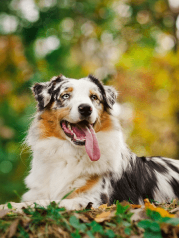 Shaking Puppy Syndrome - Causes, Symptoms, and Treatment | Anything ...