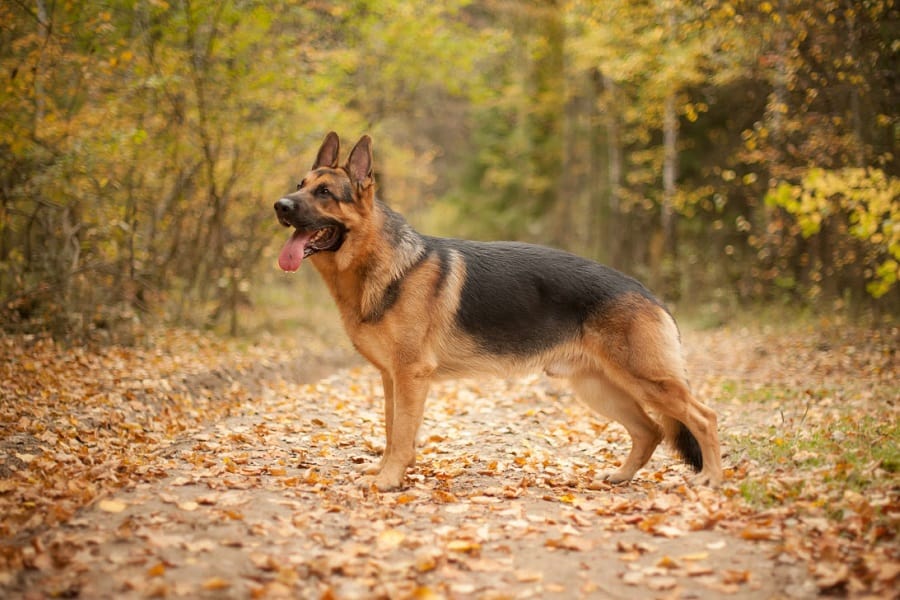 How to Breed German Shepherds - Everything You Have to Know | Anything ...