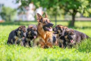 How to Breed German Shepherds - Everything You Have to Know | Anything ...