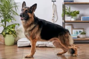 How to Breed German Shepherds - Everything You Have to Know | Anything ...