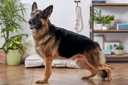 How to Breed German Shepherds - Everything You Have to Know | Anything ...