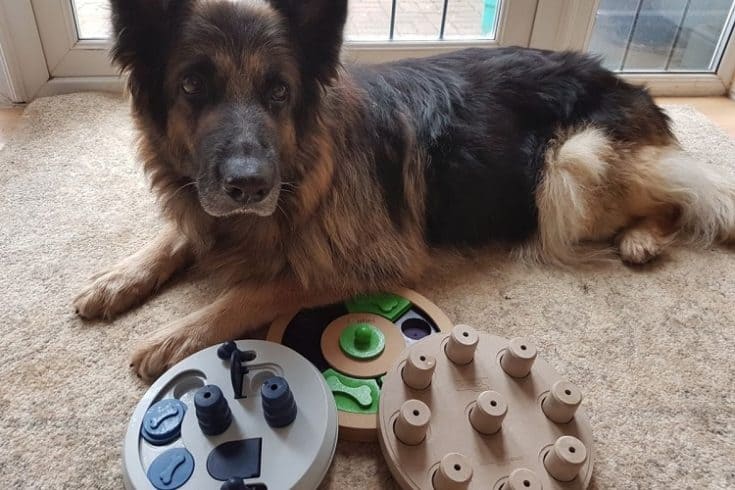 10 Best Games to Play with Your German Shepherd | Anything German Shepherd