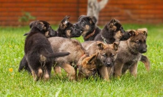 How to Breed German Shepherds - Everything You Have to Know | Anything ...