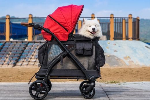 What Are the Best Dog Strollers for Jogging in 2022 | Anything German ...