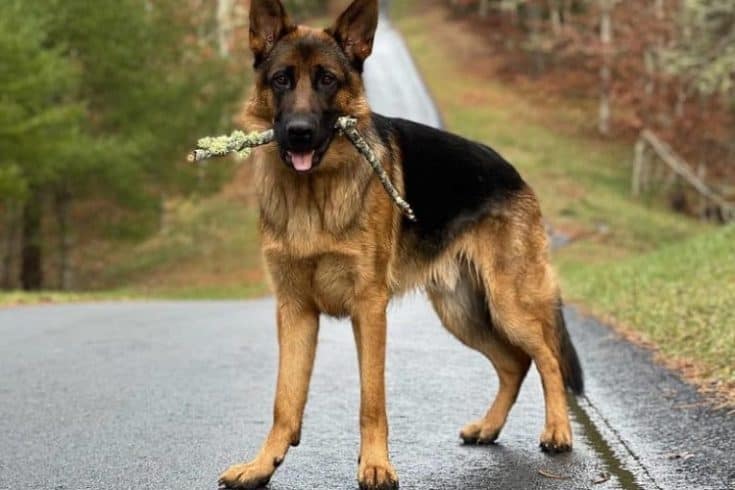 West German Shepherd - History, Temperament, and Care | Anything German ...