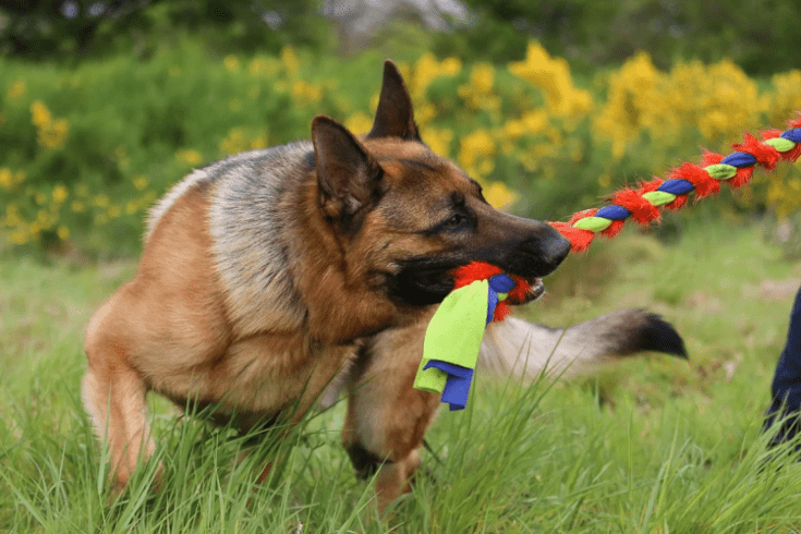 10 Best Games to Play with Your German Shepherd | Anything German Shepherd