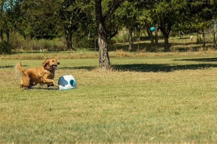 7 Best Tennis Ball Launchers for Dogs (Automatic and Manual) | Anything ...