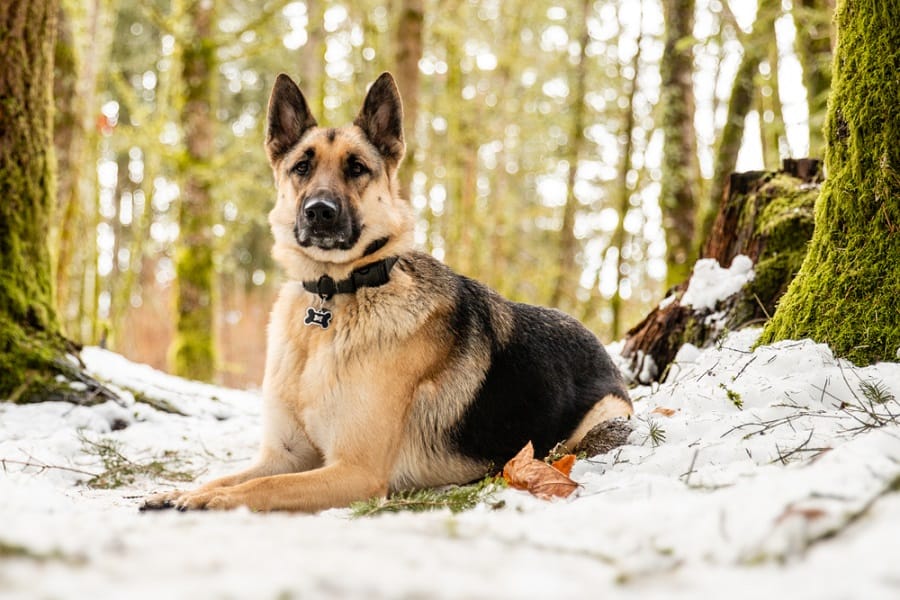 Breed Information | Anything German Shepherd