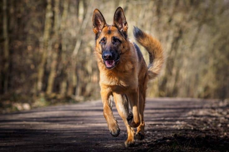 Muscle Fiber Types in German Shepherd Dogs | Anything German Shepherd