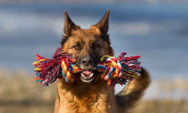 Best Tug Toys For Dogs for Fetching, Chewing, and Fun Times | Anything ...