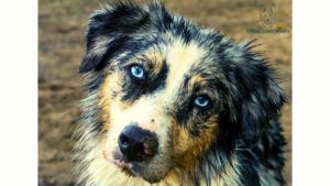 Australian Shepherd Heat Tolerance (FAQs & Top Tips)