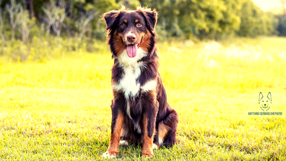 Australian Shepherd Heat Tolerance (FAQs & Top Tips)