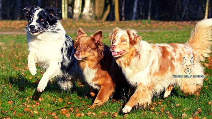Are Australian Shepherds Good With Other Dogs?