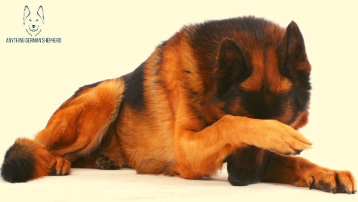 German Shepherd Broken Ear Cartilage (How to Fix It!)