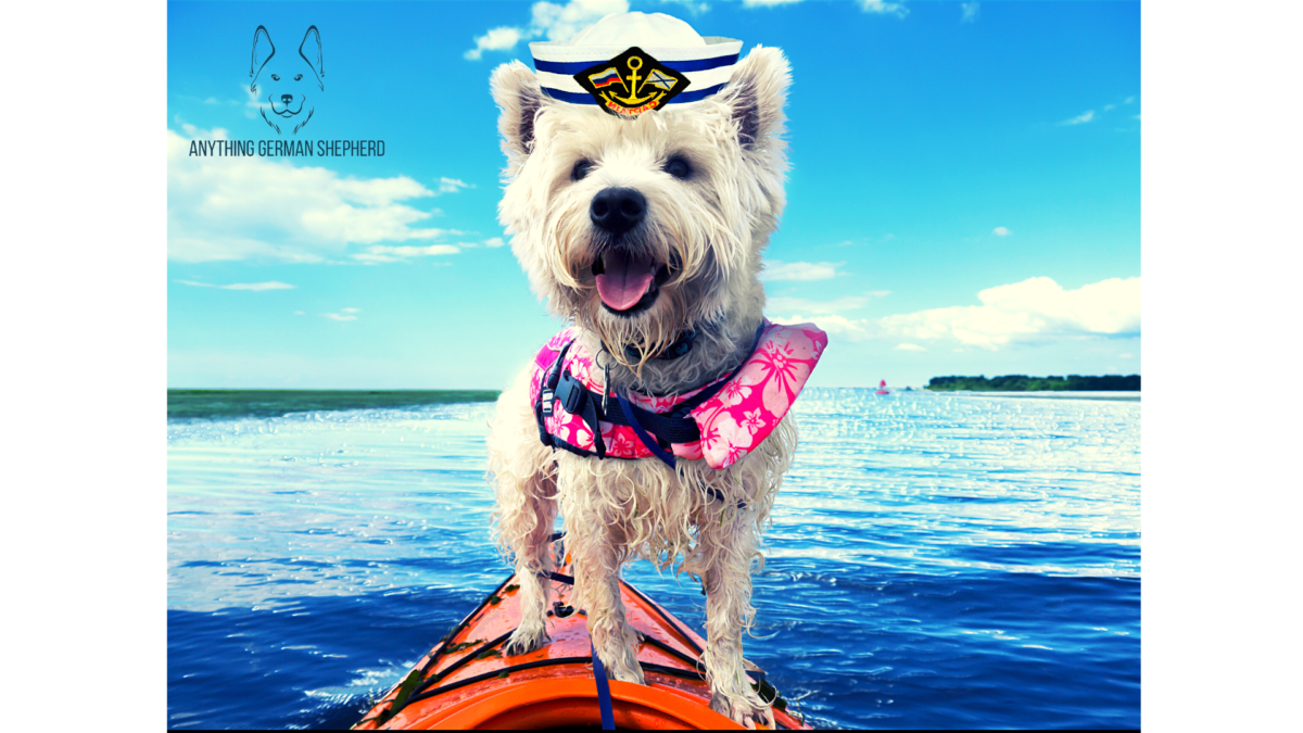 7 Best Inflatable Kayaks for Dogs 2022 (Expert Tips & Picks)