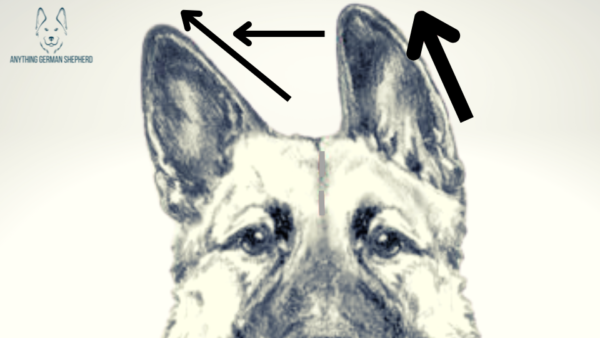 German Shepherd Ears Chart: 12 Different Shapes | Anything German Shepherd