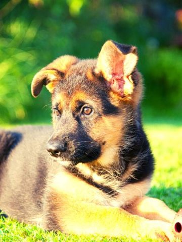 German Shepherd Puppy Ear Stages: When Will They Stand Up?