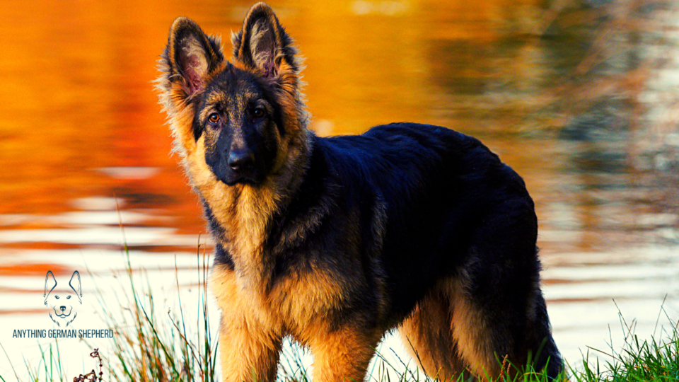 German Shepherd Ears Chart: 12 Different Shapes | Anything German Shepherd