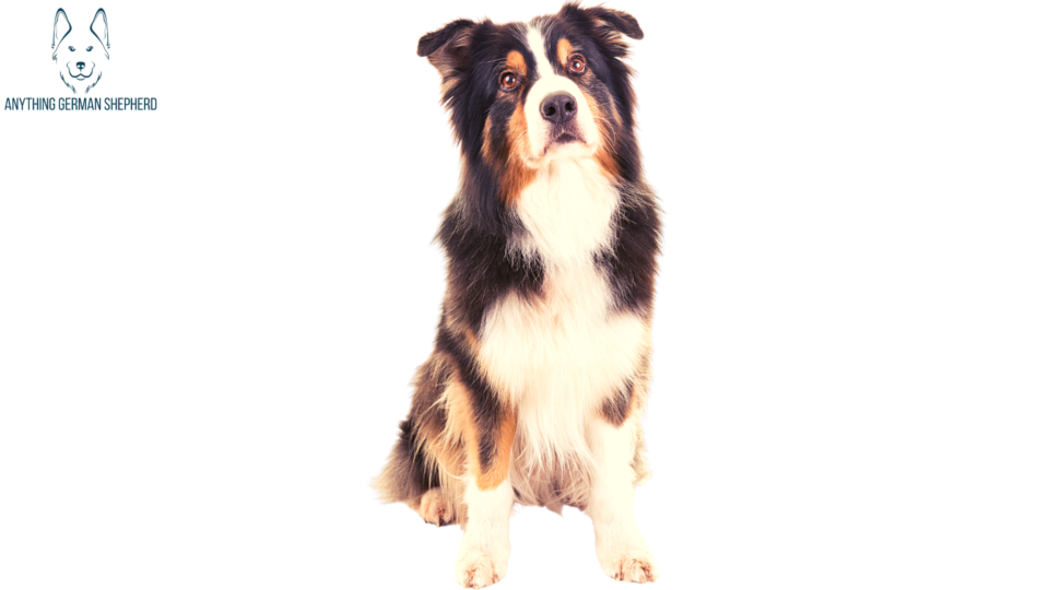 Do Australian Shepherds Bark A Lot? (Causes & Quick Fixes)
