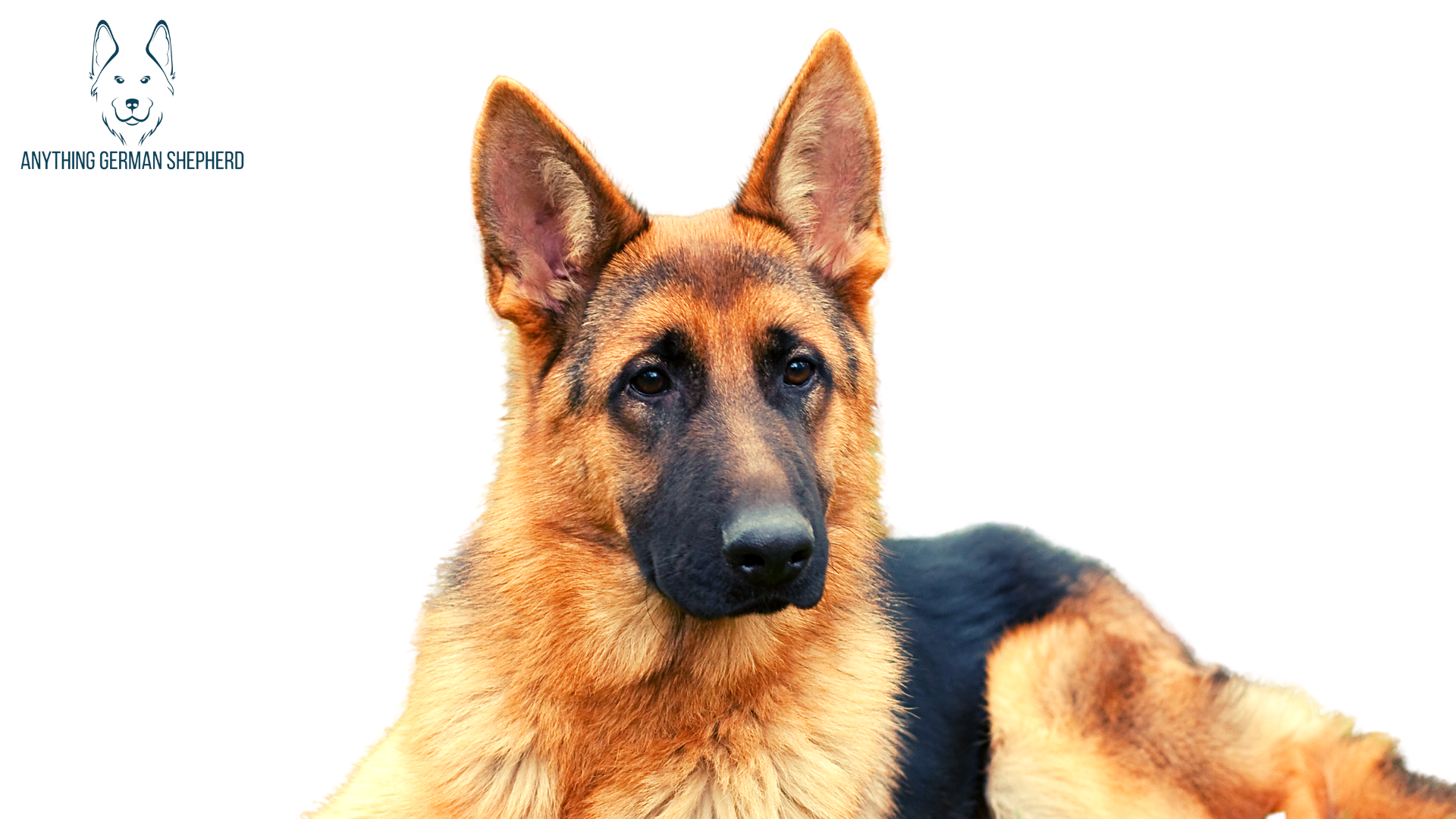 German Shepherd Puppy Ear Stages: When Will They Stand Up?