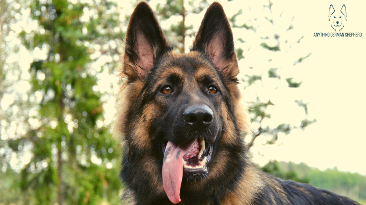Why Do German Shepherds Have Black Spots on Their Tongue?