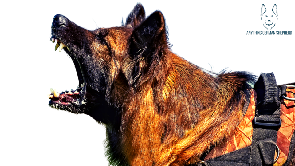 Why Do German Shepherds Growl? (Top 5 Reasons Explained)