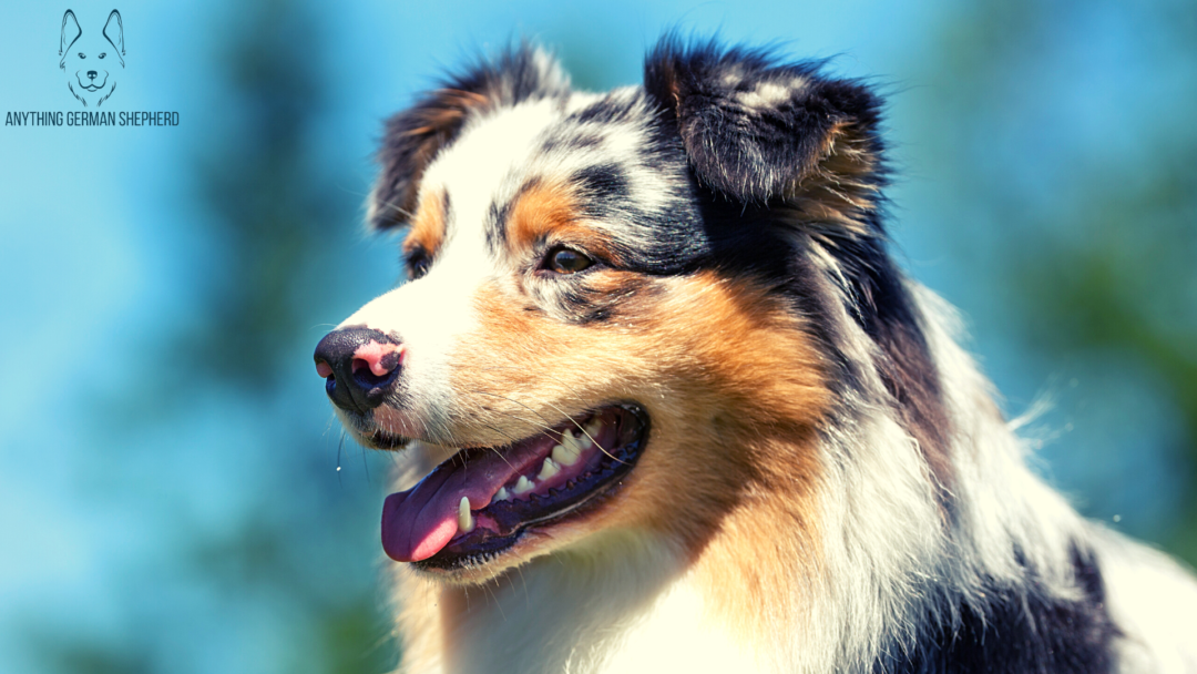 Do Australian Shepherds Bark A Lot? (Causes & Quick Fixes)