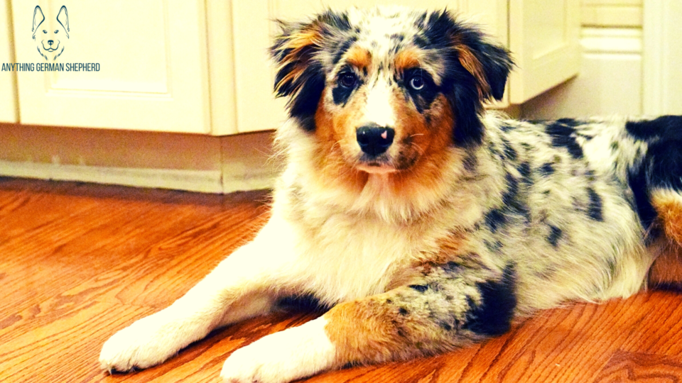 Do Australian Shepherds Bark A Lot? (Causes & Quick Fixes)