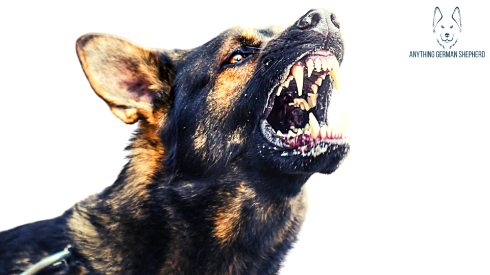 Why Do German Shepherds Growl? (Top 5 Reasons Explained)