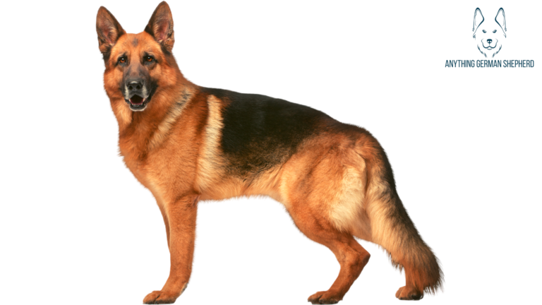 German Shepherd Ears Chart: 12 Different Shapes | Anything German Shepherd