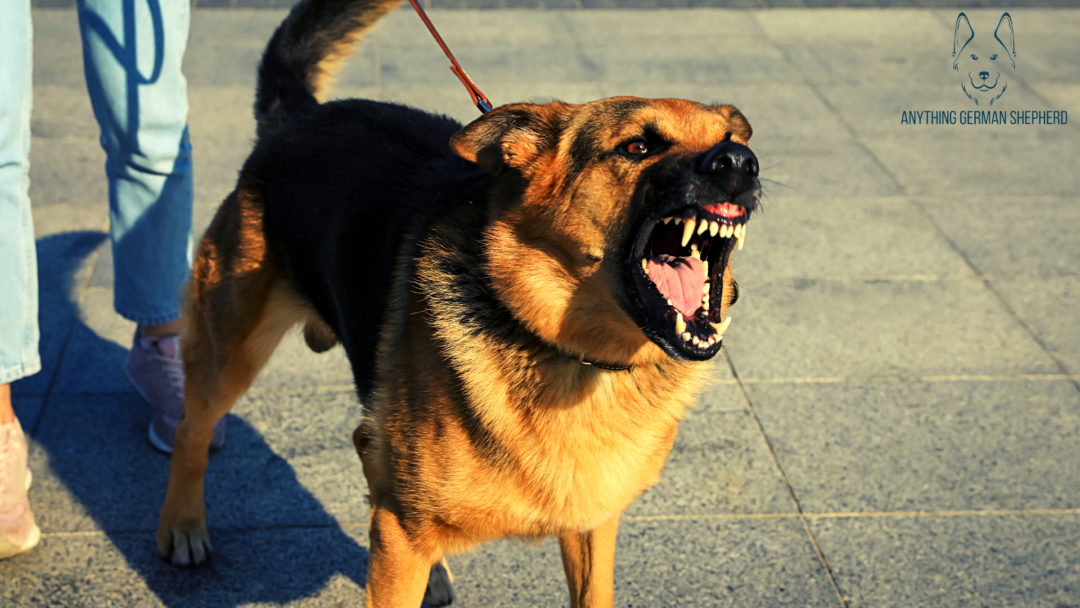 Why Do German Shepherds Growl? (Top 5 Reasons Explained)