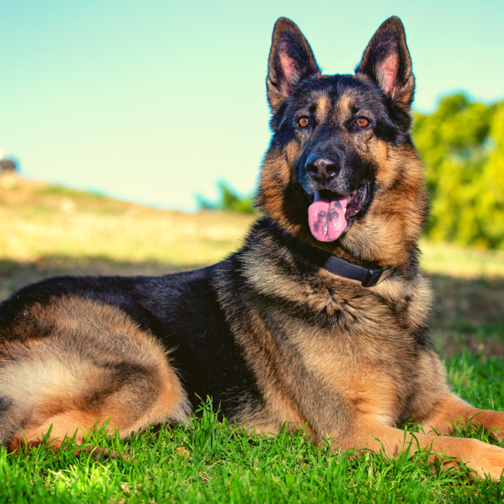 Australian Shepherd German Shepherd Mix: The Supreme Guide