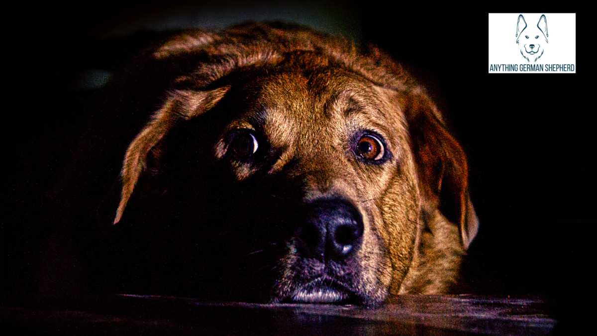 Why Does My Dog Suddenly Ignore Me? (17 Reasons Explained)
