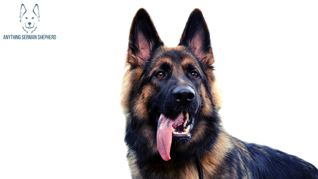 German Shepherd Puppy Ear Stages: When Will They Stand Up?