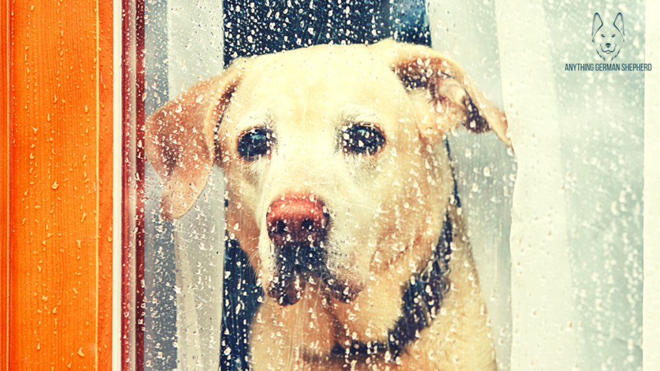 Why Does My Dog Suddenly Ignore Me? (17 Reasons Explained)