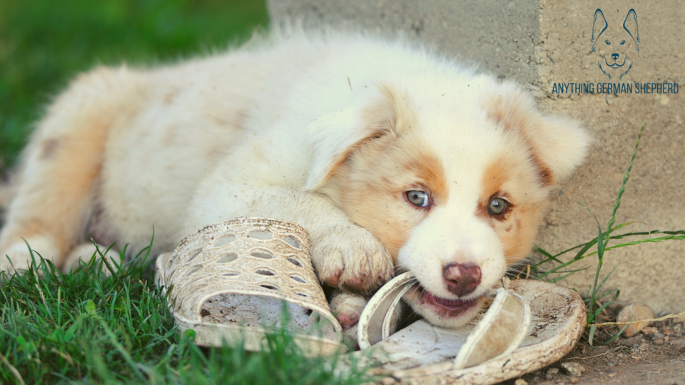 Guide To Soothing Your Teething Aussie Puppy