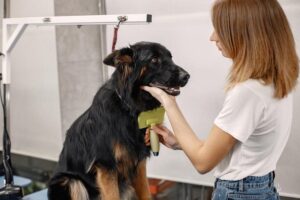 Grooming Your German Shepherd Puppy | Anything German Shepherd