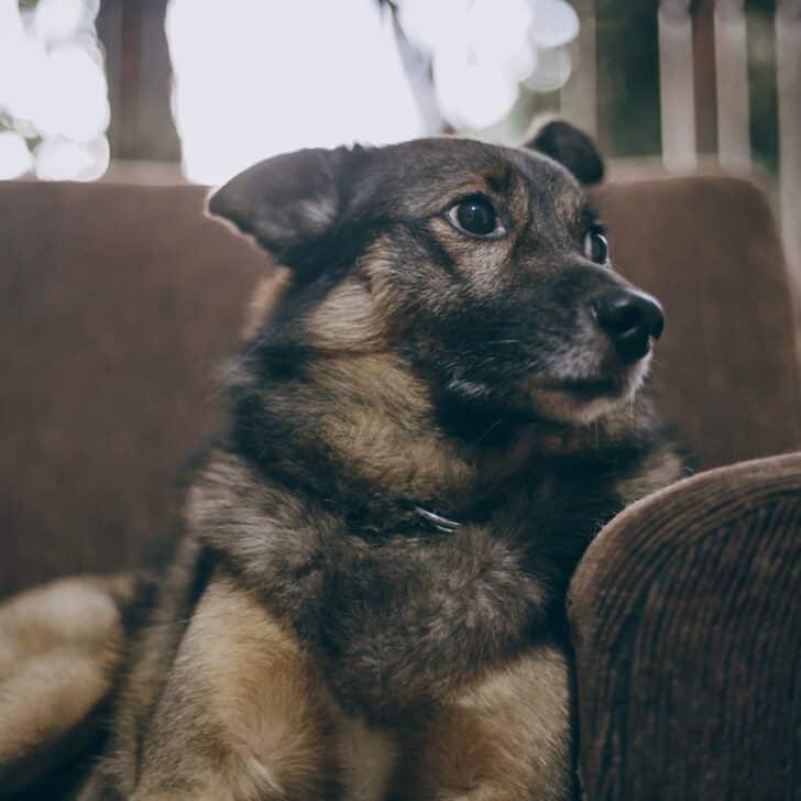 Why Do German Shepherds Cry & Whine? What's Normal & What Isn't